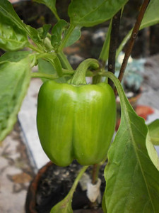 CHILLATAI Green Bell Pepper | Simla Mirchi | Dhobli Mirchi Seed Price ...