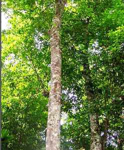 Pioneer Natural Aquilaria agallocha, Aguru, Oodh, Aquilaria Tree Seed ...