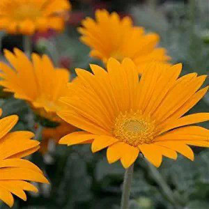MAA Daisy Seed Price in India - Buy MAA Daisy Seed online at Flipkart.com
