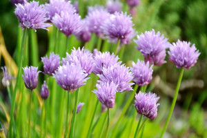 VibeX ® XXL-246 Geisha Garlic Chives Seeds Seed Price in India - Buy ...