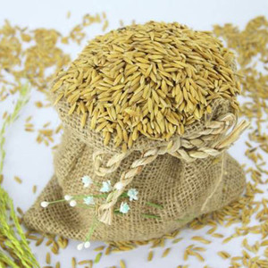 naturehils Miniket Rice Paddy, Rice Paddy for Farming, Organic Rice ...