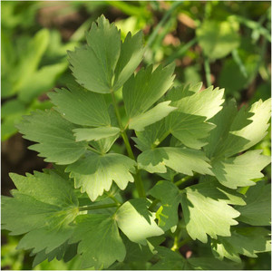 VibeX ® VMR-10 Lovage Herb Seeds Heirloom Seed Price in India - Buy ...