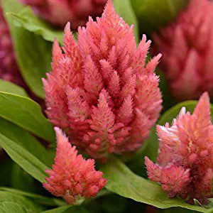 Aro Celosia Dwarf, Cockscomb Seed Price in India - Buy Aro Celosia ...