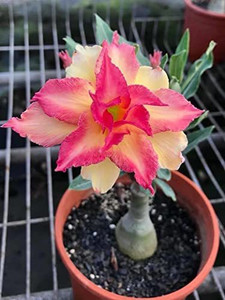 JRYU Adenium Obesum Mix Color Flower Seed Price in India - Buy JRYU ...