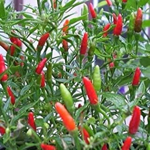 Qausain Kanthari Mulaku Thai Pepper Seeds - Bird Chilli -Red Seeds Veg ...