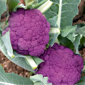 Aywal Purple Cauliflower|Phol Gobhi Hybrid F1 Seeds for Home Gardening ...