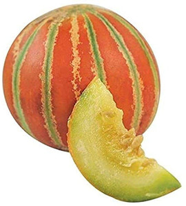 CYBEXIS NDIR-17 - Musk Melon Kajri F1 Hybrid Imported - (450 Seeds ...