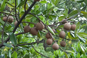 MAA Chikoo, Sapota, Chiku Seed Price in India - Buy MAA Chikoo, Sapota ...