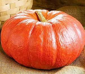 CRGO DIOART-ART-™Seeds Pumpkin Red Kavbuz-75 SEEDS-PS759 Seed Price in ...