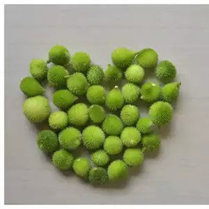 SREE Spiny Gourd Seeds, Kakrol, Organic Veg seed For Gardening, Kantola ...