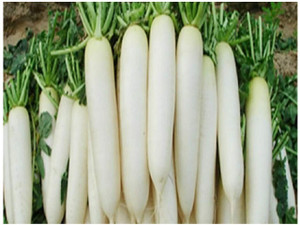Lorvox Hybrid Vegetable Seeds - Mooli Seeds - (White Long Radish) Seed ...