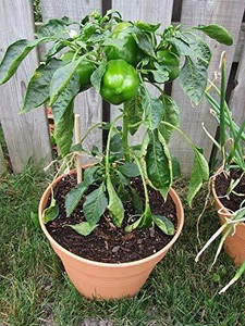 ENINE Hybrid Green Capsicum Shimla Mirch Plant Seeds Bell Paper RF477 ...