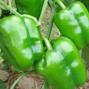 CYBEXIS Rare Capsicum Sweet Bell Pepper 600 Seeds Seed Price in India ...