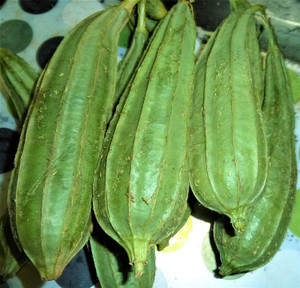 WILLVINE RIDGE GOURD (TORU, TORAI) HYBRID[250 Gms, 1250 Seeds] Seed ...