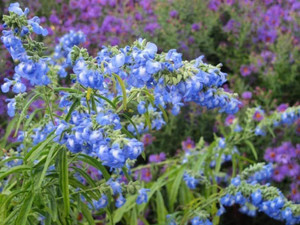 VibeX ® LXI-398 Salvia azurea gradiflora Blue Sage Seed Price in India ...