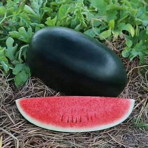 Aywal King Watermelon Tarbuj Tarbooj summer fruit Seed Price in India ...