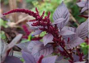 Aywal Amaranthus Leaf Cholai Red Saag Seed Price in India - Buy Aywal ...