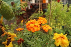 Seedsqlty desi genda flower seeds, high germination (300 seeds) Seed ...
