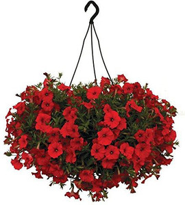 ario Petunia Ultra Star Mixed Flower Seed Price in India - Buy ario ...