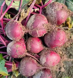WINR Beetroot - Boston Seed Price in India - Buy WINR Beetroot - Boston ...
