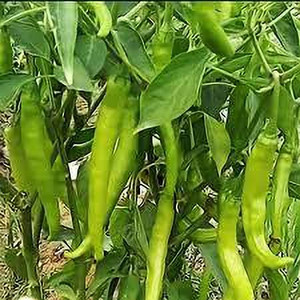 greenfarm chilli seed , mirchi seed hy18 Seed Price in India - Buy ...