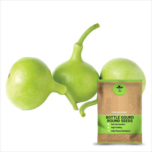 VibeX ® VXI-312 Organic Round Ghiya Seed Seed Price in India - Buy ...