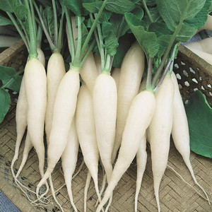 MOONQULTY Japanese White Radish,Mooli,Muli Vegetable Seed Price in ...