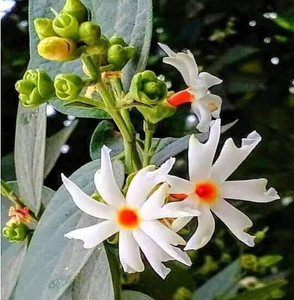 BDSresolve Shuli flower seeds/Night jasmine seeds 13 Seed Price in ...