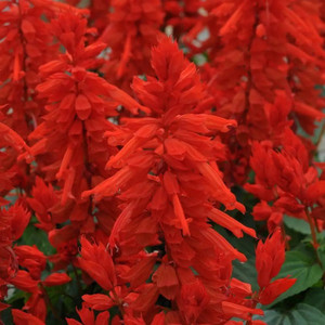 VINSEE Flower Seeds Salvia Vista Red Seed Price in India - Buy VINSEE ...