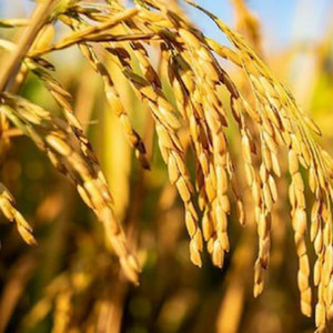 SeeGreen Rice Paddy Seeds, Miniket Paddy For Puja, Germination Paddy ...