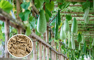 SBGARDEN Bottle Gourd Loki Vegetable Seed Price in India - Buy SBGARDEN ...