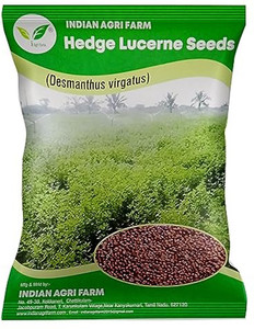 IAgriFarm Hedge Lucerne Seed Pack of - 1 Kg - Velimasal / Desmanthus ...