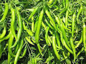SM Exports Arka Harita Chilly Vegetable plant seeds, pack of 2000 seeds ...