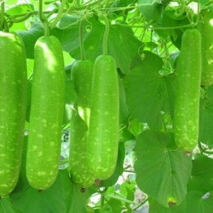 LIFELEX Hybrid Long Bottle Gourd – Calabash – Lauki – Ghiya - Lau ...