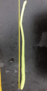 VibeX ® VMR-40 Italian Climbing Zucchini Snake Squash Gourd Seed Price ...