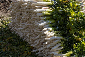 KANAYA Hybrid Vegetable Seeds - Mooli Seeds - (White Long Raddish) Seed ...