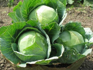 Organic Galaxy CABAGE Seed ( 230 Seeds) Seed Price in India - Buy ...