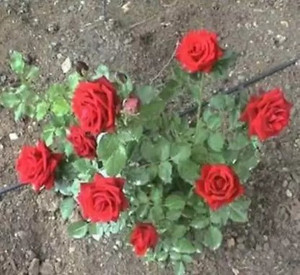 Aro Rose, Flower seeds Seed Price in India - Buy Aro Rose, Flower seeds ...