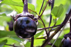 VibeX ® LXI-649 Eggplant Brinjal (Kamo Nasu Seeds) Seed Price in India ...