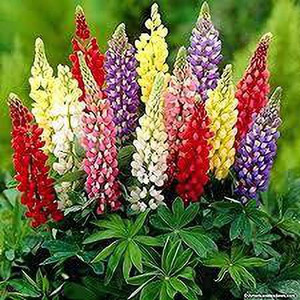 Paudha Lupin giant tall mix Seed Price in India - Buy Paudha Lupin ...