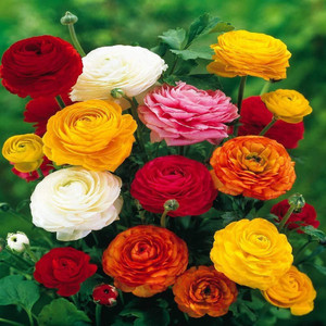 Epazo Imported Double Peony Ranunculus Flower Bulbs For Indoor/Outdoor ...