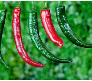 greenfarm NXC- Chilli Seeds/Mirchi Seeds , Best Quality , 450 X Seeds ...