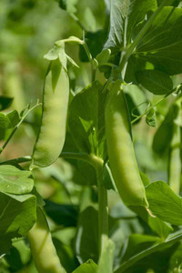 MYLAWN Green Matar Peas Seed Price in India - Buy MYLAWN Green Matar ...