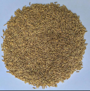GREENIFY Basmati rice, Basmati seed, Basmati dhan Seed Price in India ...