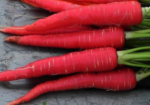 RUDAN Red Carrot, Japanese Seed Price in India - Buy RUDAN Red Carrot ...