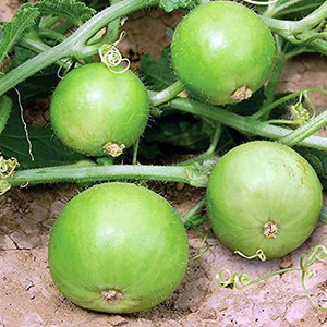 KANAYA LAW/LOWKI Round Bottle Gourd Lauki/Lau/Clabash Seed Price in ...