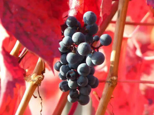 Aro Grapes Fruit, Black Grapes Seed Price in India - Buy Aro Grapes ...
