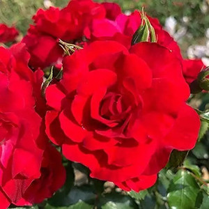 Chalisa Rose, Flower seeds Seed Price in India - Buy Chalisa Rose ...