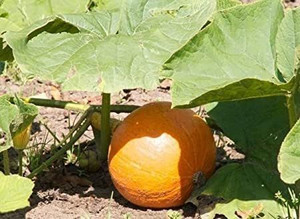 VibeX ® RXI-98 Kaddu Seeds Kohda Pumpkin कोहड़ा बीज Seed Price in India ...