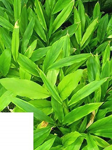 VibeX ® LXI-89 Cardamom -Veldode -Yallaki -EalaChai Seed Price in India ...